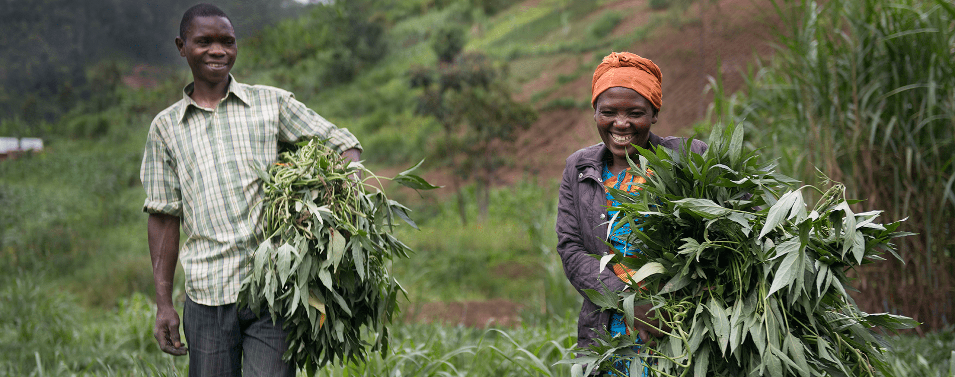 CGIAR research team addresses gender dynamics in the breeding process