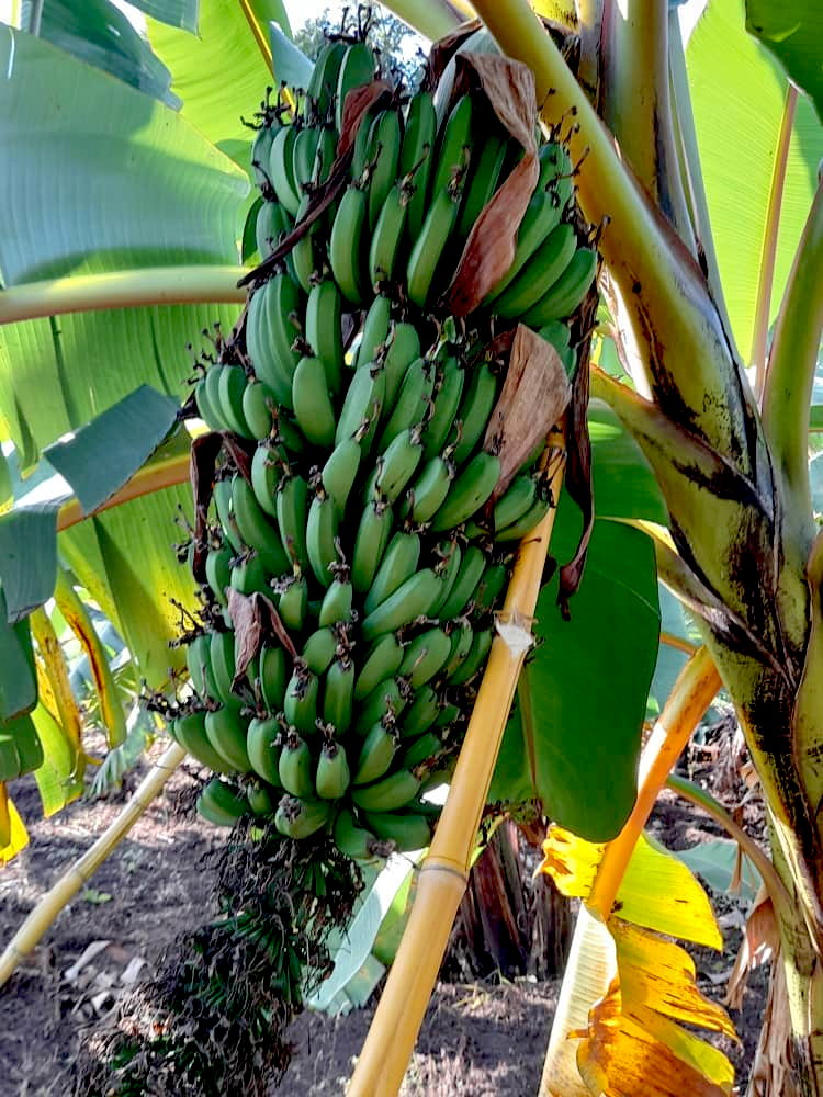 Scientists identify markers associated with resistance to the banana ...