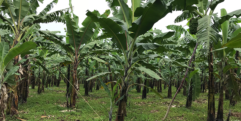 Scientists identify markers associated with resistance to the banana ...