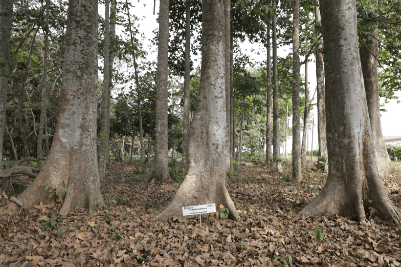 IITA Forest Center awarded Global Botanic Garden Fund for tree conservation