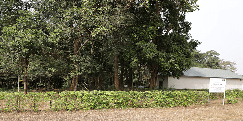 IITA Forest Center wins AFR100 grant to plant trees