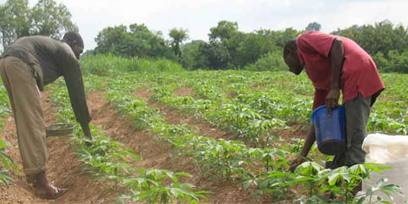 Farmers-applying-fertilizer-on-a-cassava-field