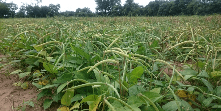 IITA scientists reveal strategy to increase cowpea yield and protein ...