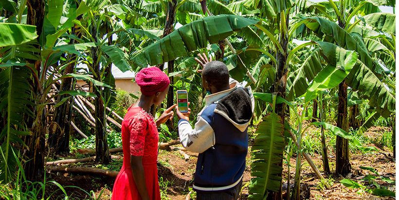 IITA’s research intervention transforming Rwandan agriculture