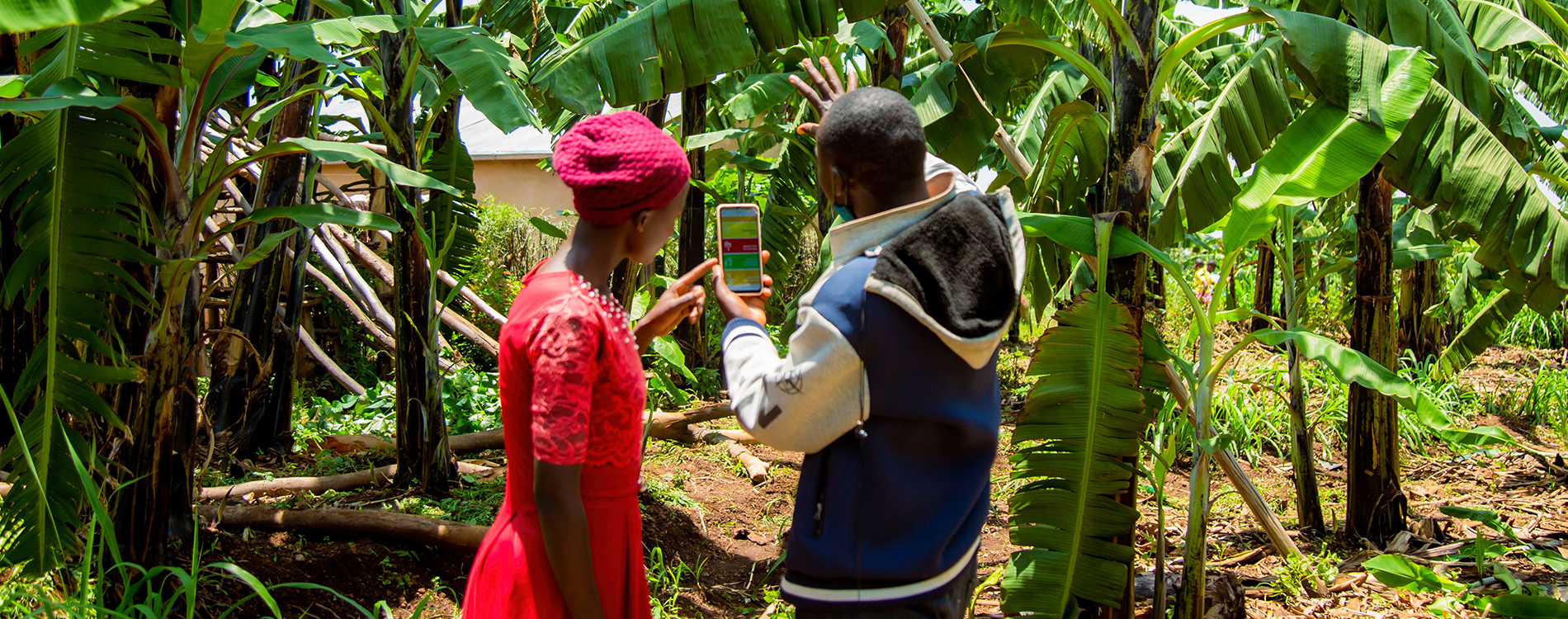 IITA’s research intervention transforming Rwandan agriculture