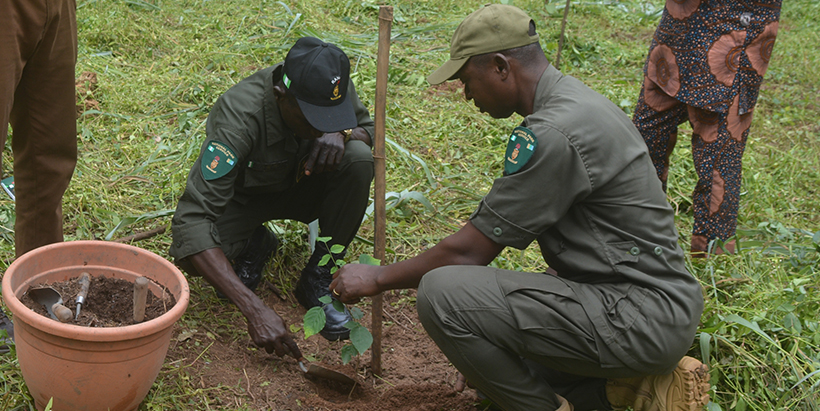 IITA Forest Center expands its species conservation bank