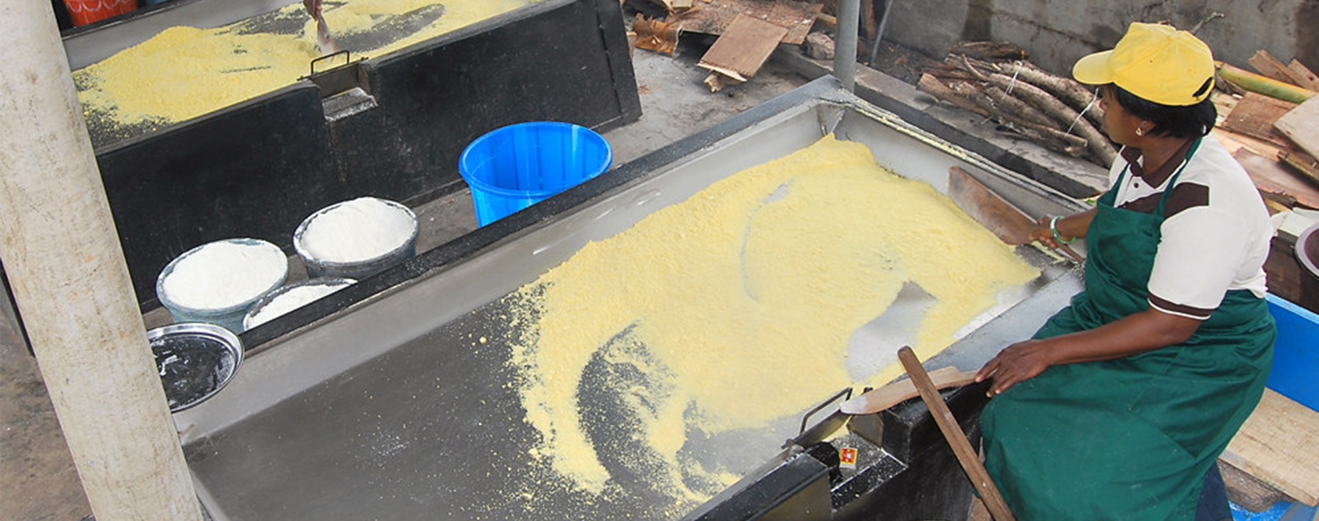 Adopting new cassava genotypes in gari production