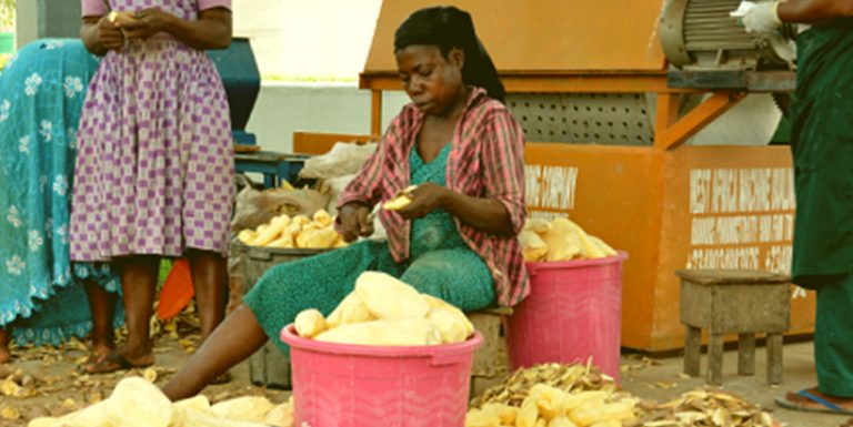 Adopting new cassava genotypes in gari production