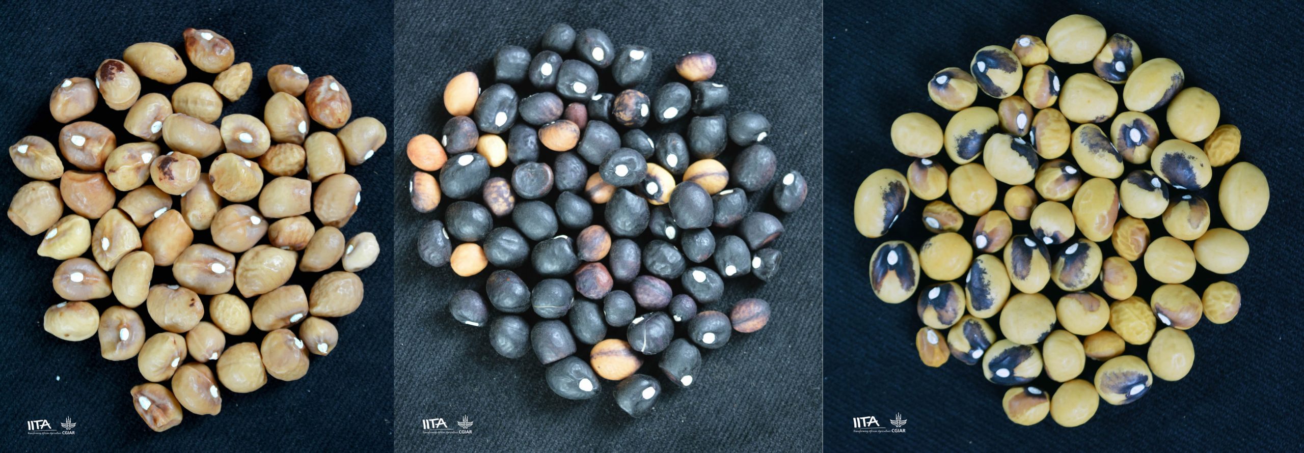 Bambara groundnut: Africa’s key to food and nutrition security