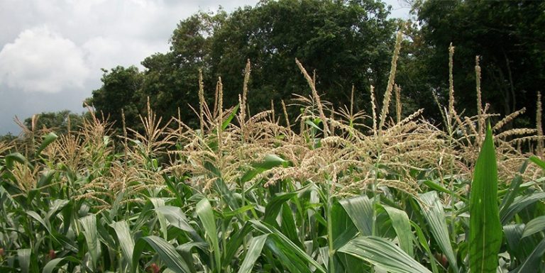Study highlights environmental and seasonal effects on maize hybrids