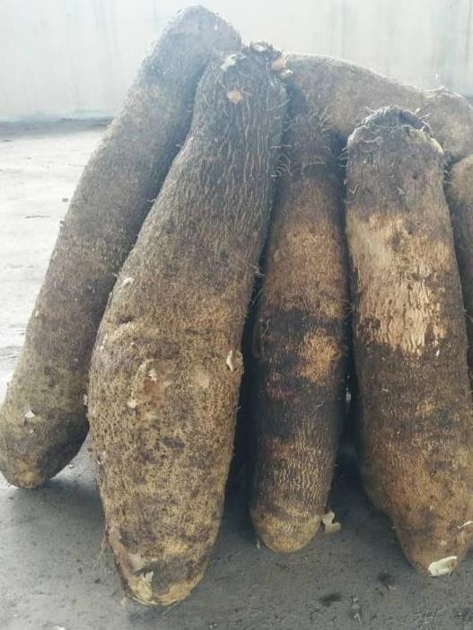 IITA and NRCRI release new yam varieties