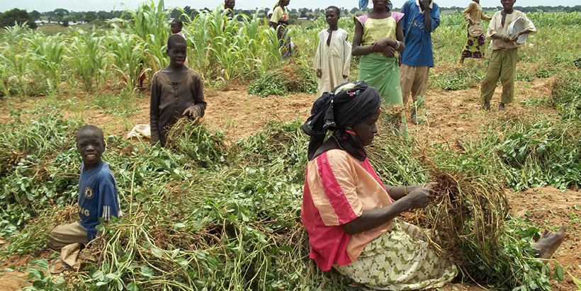 Tanzania’s maize and groundnut farmers get respite from aflatoxin poisoning