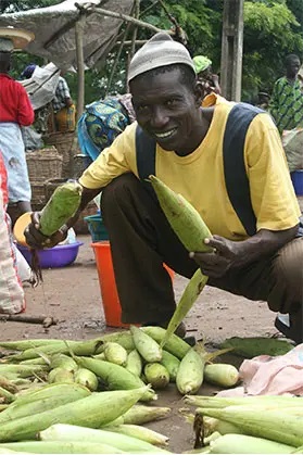 Africa's food security: Empowering smallholder farmers to boost maize ...