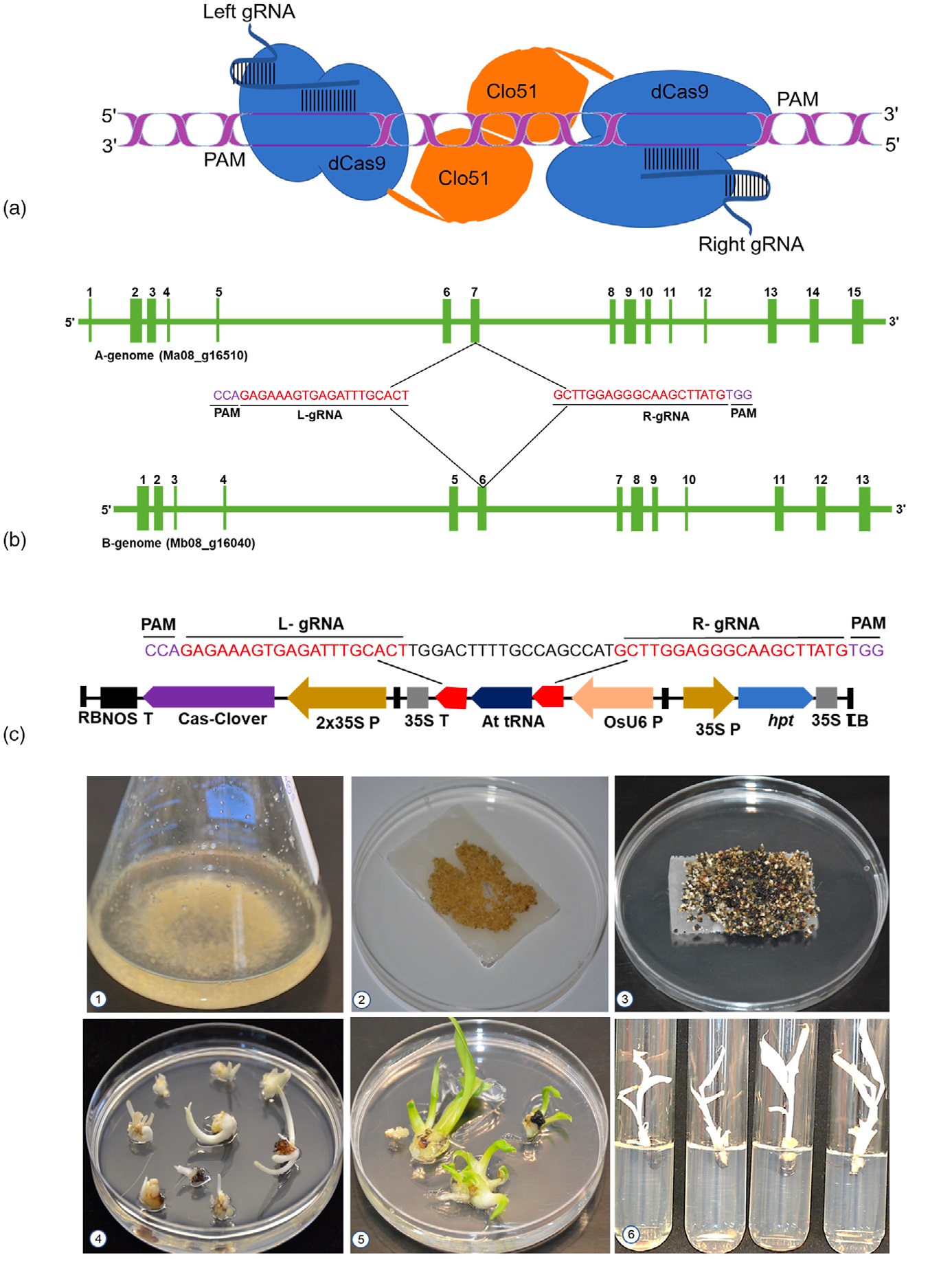 CLOVER Genome Editing Tool.