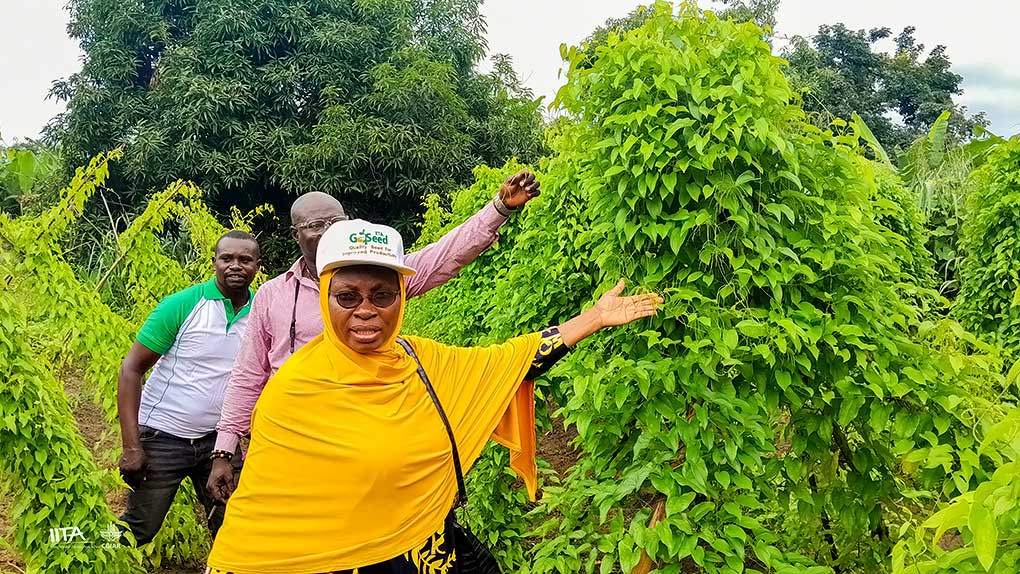 Introducing women to new seed propagation method in yam farming