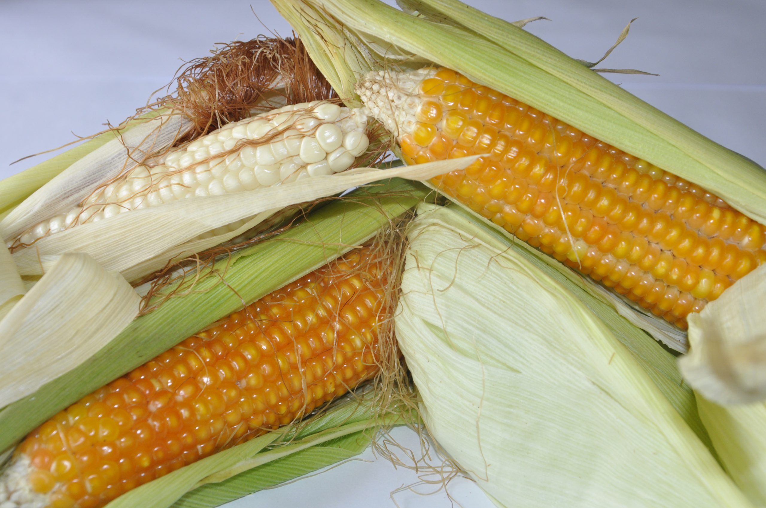 Africa's food security: Empowering smallholder farmers to boost maize ...