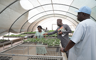 Donor commends IITA’s contribution to improving agricultural ...