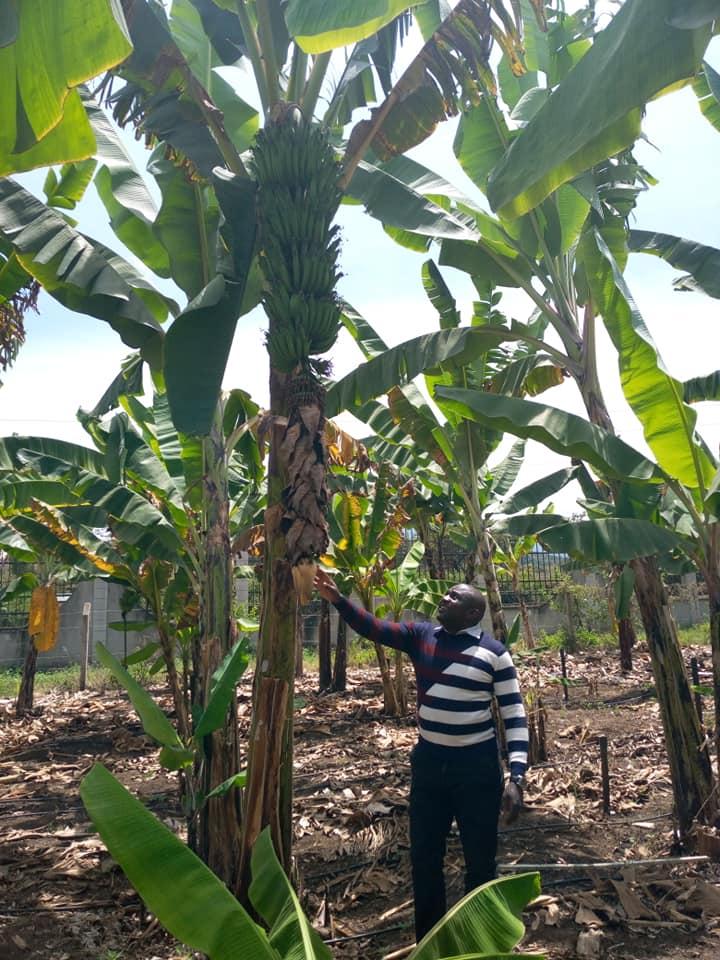 IITA and partners announce first Fusarium wilt-resistant Mchare cooking ...