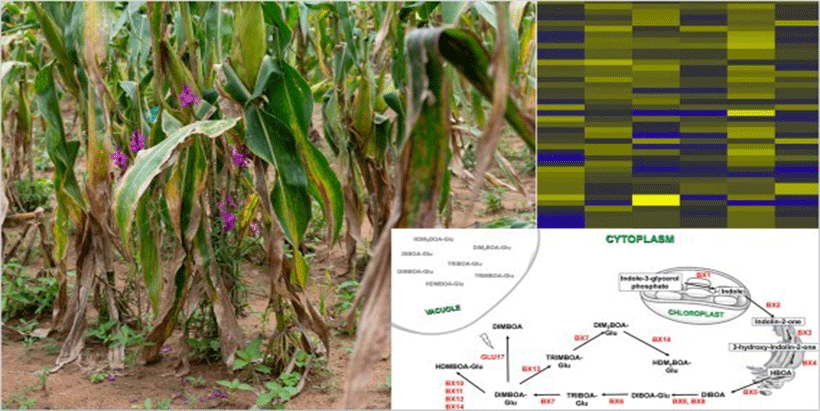 Striga-infested-maize-plants,-benzoxazinoid-biosynthetic-pathway,-and ...