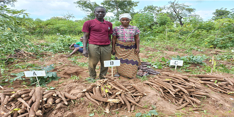 Tricot-farmer-and-her-wife-at-Daudu,-Benue-state-with-cassava-harvested ...