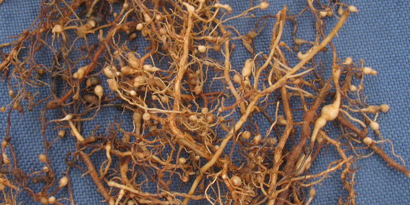 Coffee–galling-damage-and-necrosis-of-coffee-roots-infected-with ...