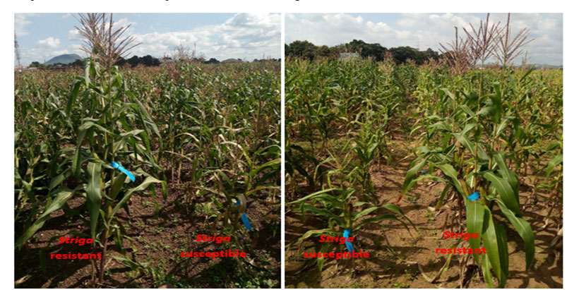 Recent advances in breeding for Striga resistance in early and extra ...