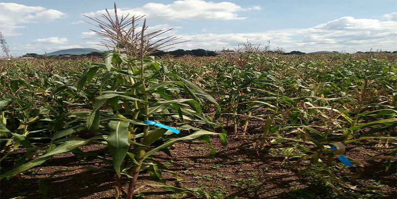 Recent advances in breeding for Striga resistance in early and extra ...