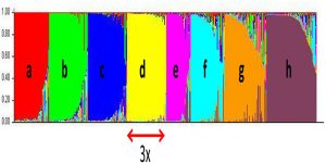 Scientists develop mini-core collection for guinea yam germplasm