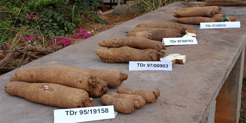 Scientists develop mini-core collection for guinea yam germplasm