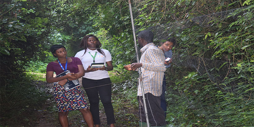 Biodiversity focus: IITA Forest Center monitors bird populations with ...