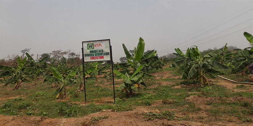 NIHORT evaluates IITA plantain hybrids for possible distribution to farmers