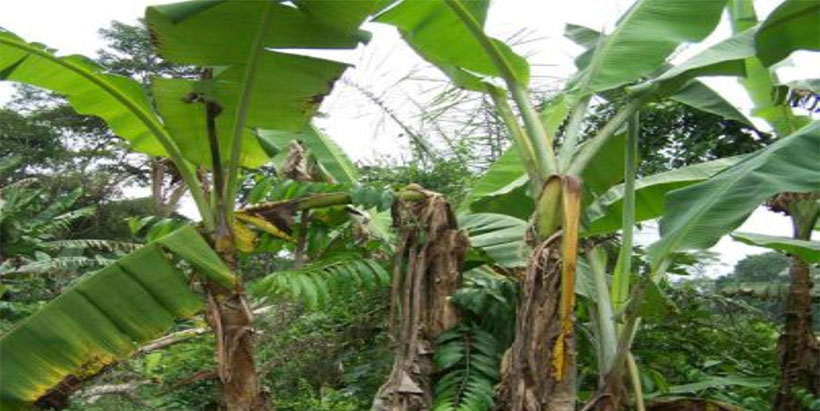 Scientists develop effective tool for exploring the genetic diversity ...