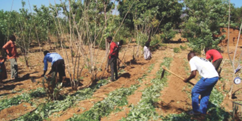 Renewed research on Gliricidia sepium to improve soil fertility