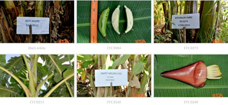 Photos-showing-the-unique-morphological-traits-of-various-banana-and ...