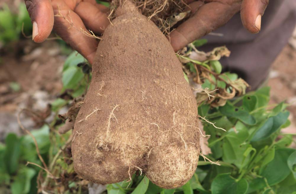 SAH-yam-harvested-from-the-field