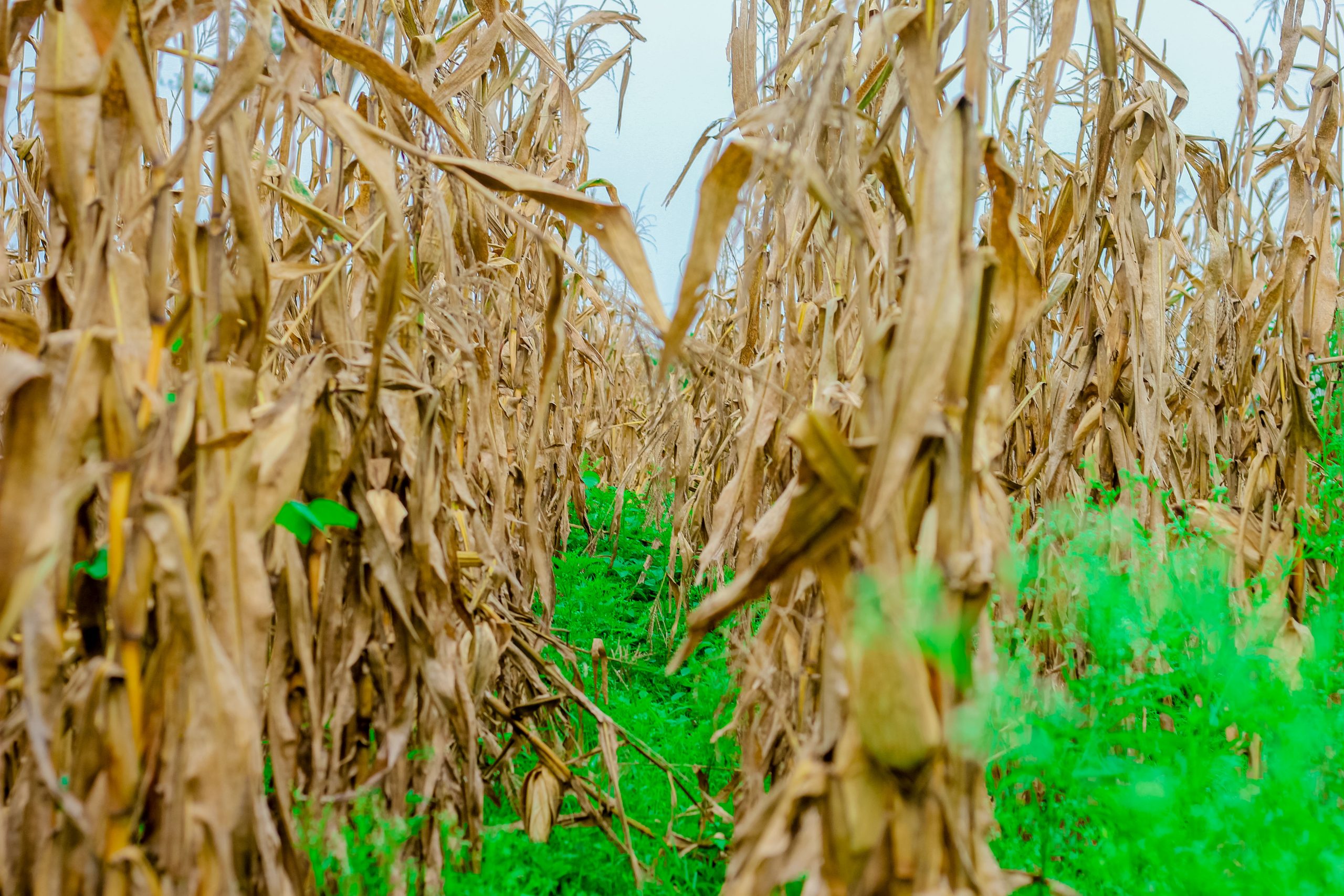 Ruzizi Plain harvest campaign: A realization of DRC's agricultural ...
