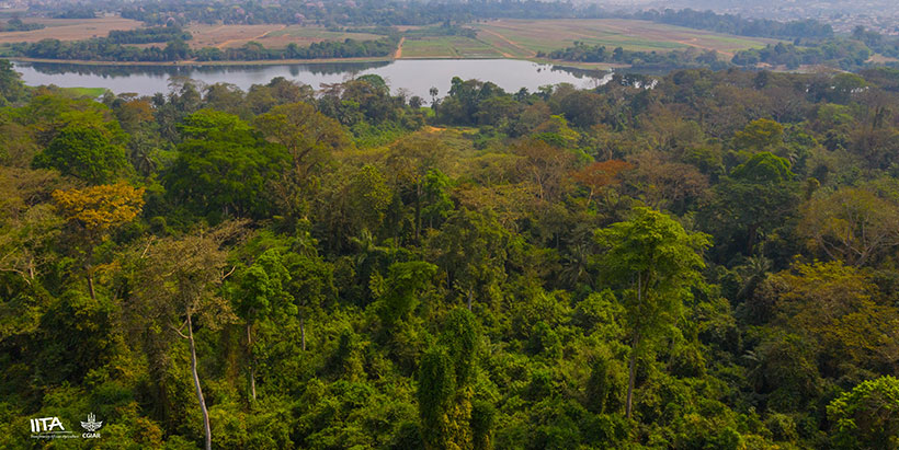 International Day of Forests: IITA Forest Center contributes to forest ...