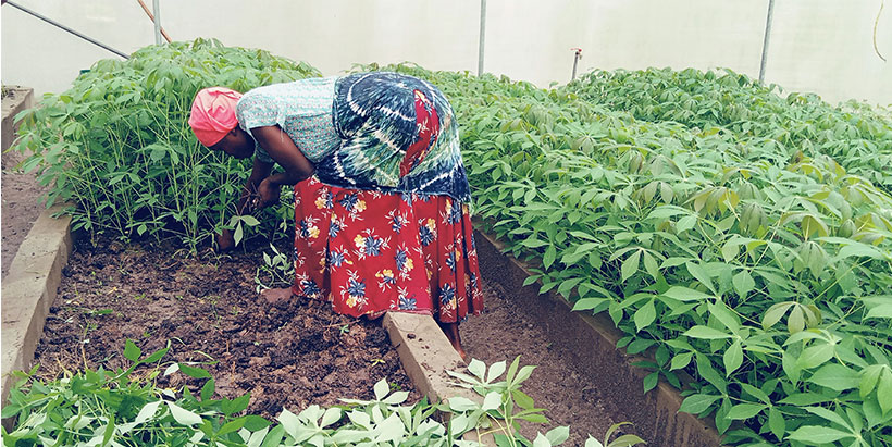 Tanzania Archives | IITA