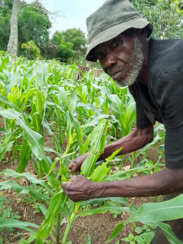 Forging partnerships to tackle invasive species in Ghana's farming ...