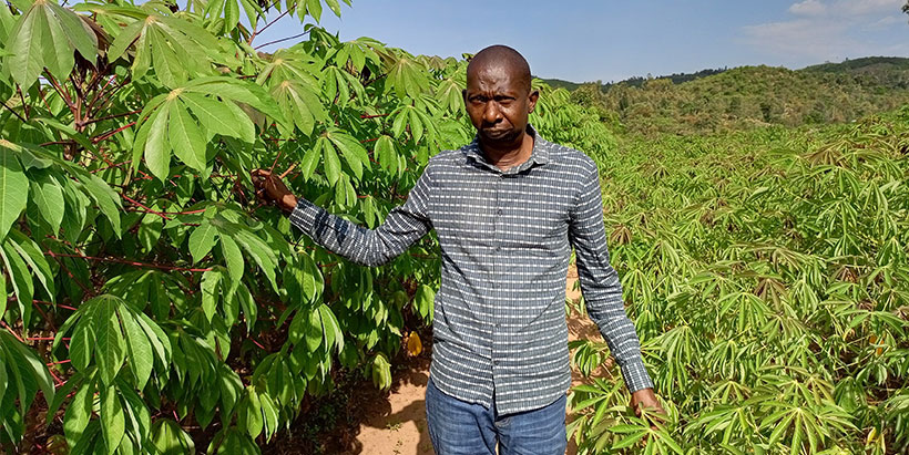 Fighting cassava's deadliest enemies in western Kenya