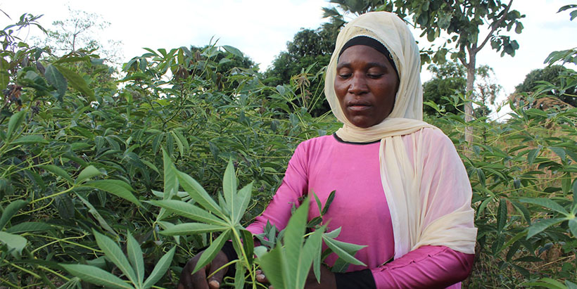 Tanzania Archives | IITA