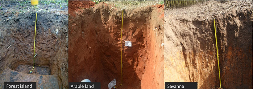 The disappearing savannas: Is West Africa trading soil health for farmland?