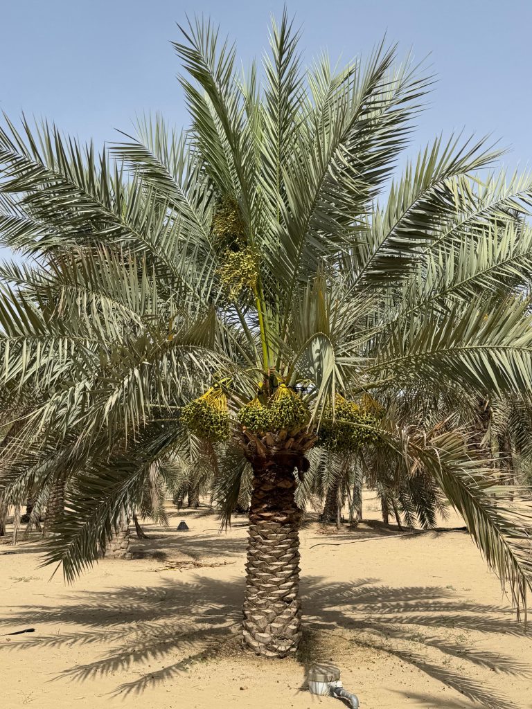 A date palm tree