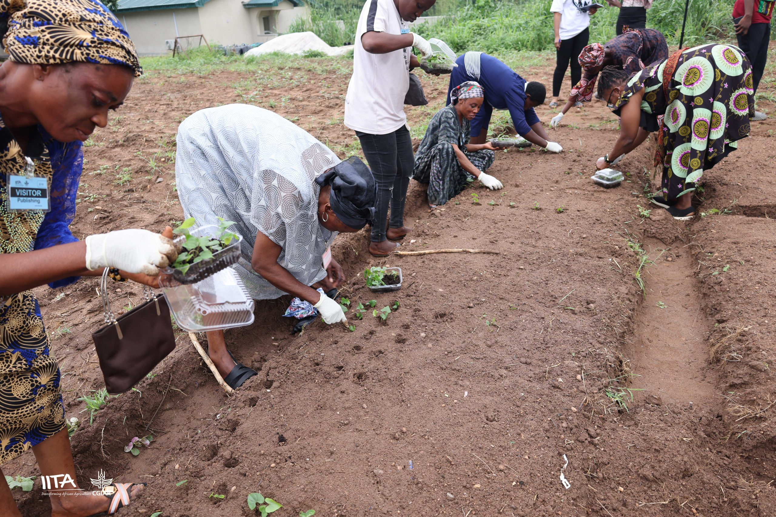 Food Security Archives | IITA